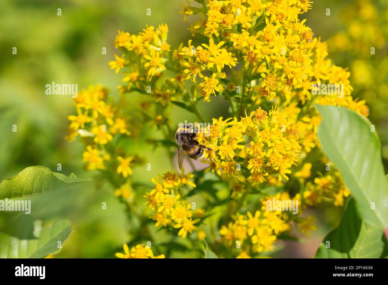 White-tailed bumblebee (Bombus lucorum) on yellow flowers of Canadian ...
