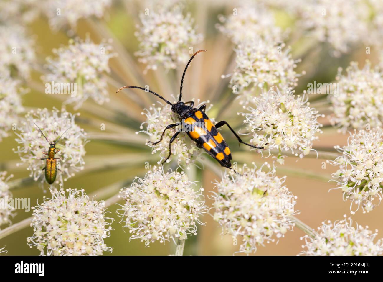 Closeup on a Spotted longhorn beetle, Leptura maculata on the white ...