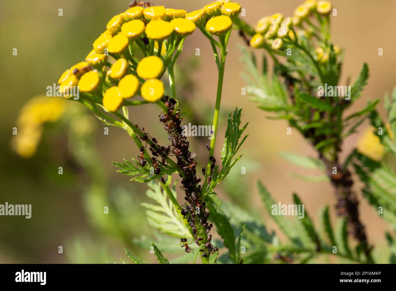 ants and aphids, symbiosis, insects in nature on a tansy stalk Stock ...