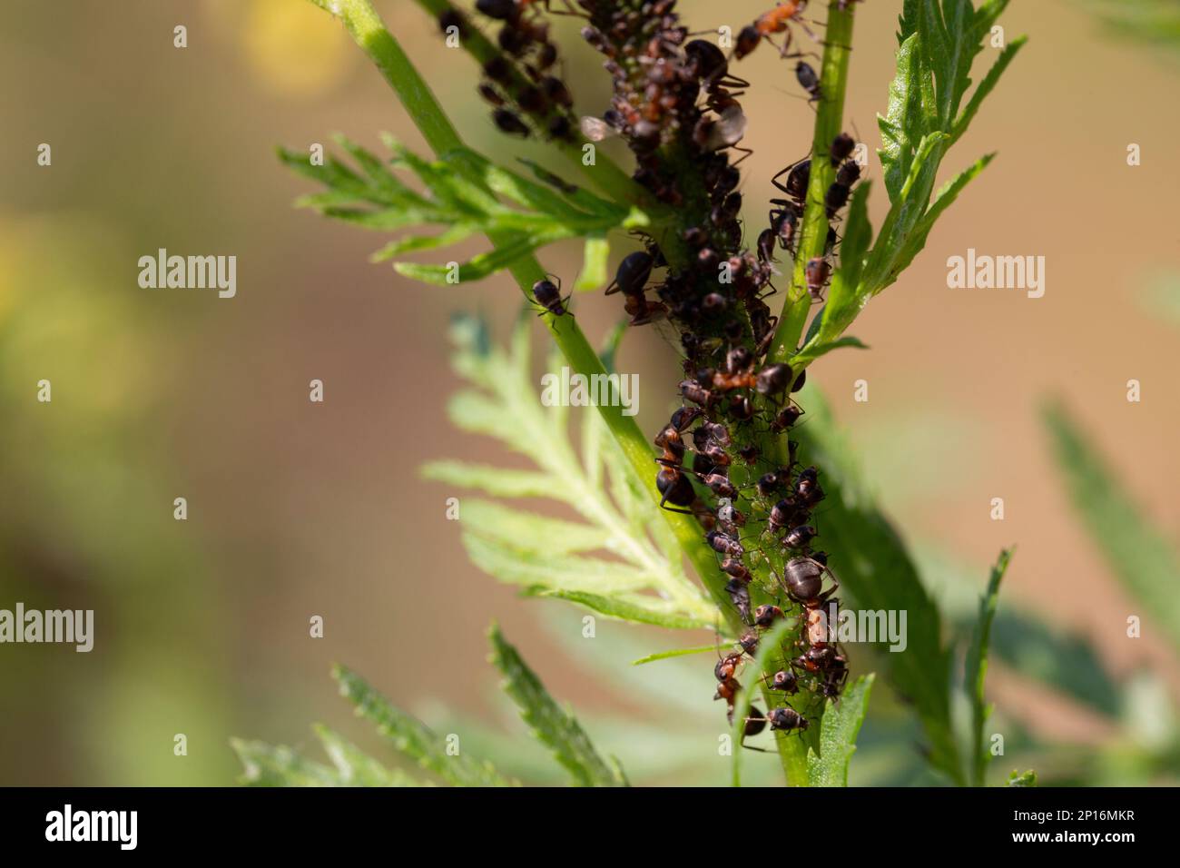 ants and aphids, symbiosis, insects in nature on a tansy stalk Stock ...