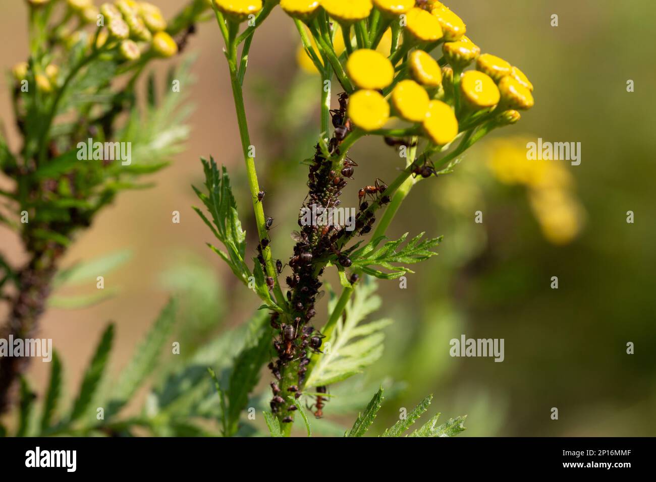 ants and aphids, symbiosis, insects in nature on a tansy stalk Stock ...
