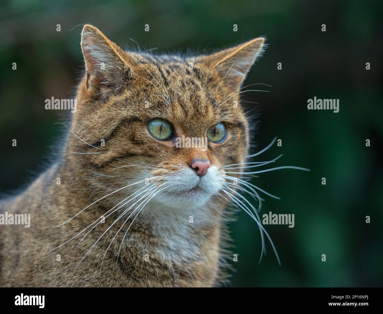 European wildcat Felis silvestris silvestris Stock Photo - Alamy