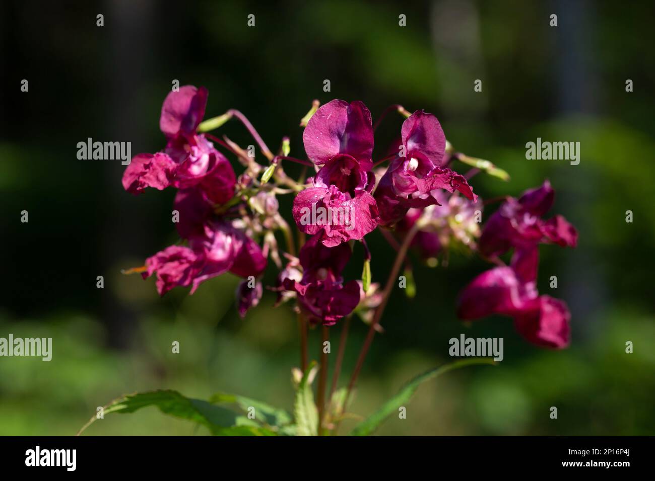 Flowers of touchy glandular close-up.Impatiens glandulifera. beautiful ...