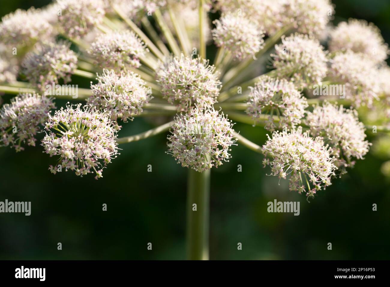 Angelica close archangelica flower hi-res stock photography and images ...