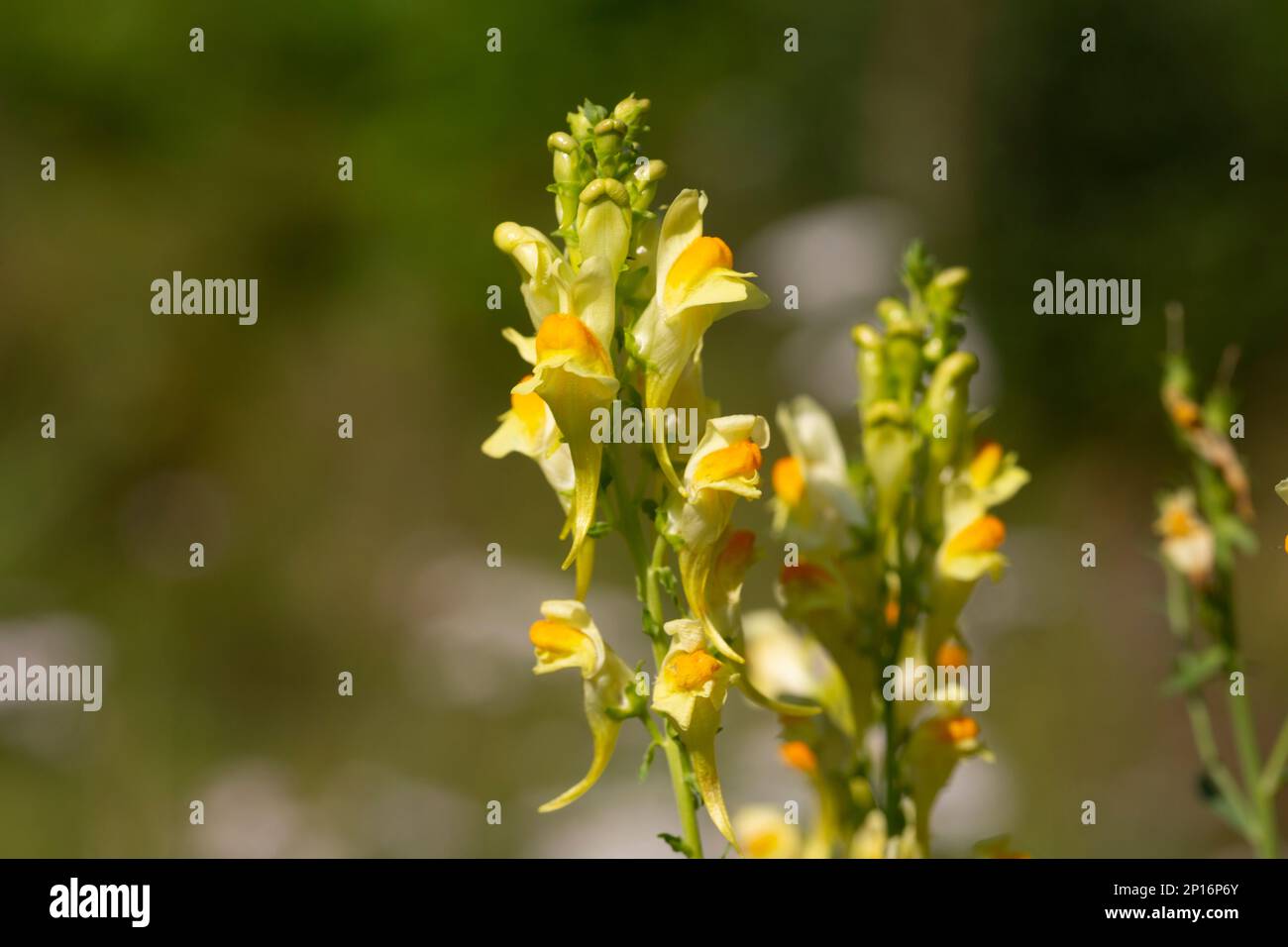 Linaria vulgaris common toadflax yellow wild flowers flowering on the ...