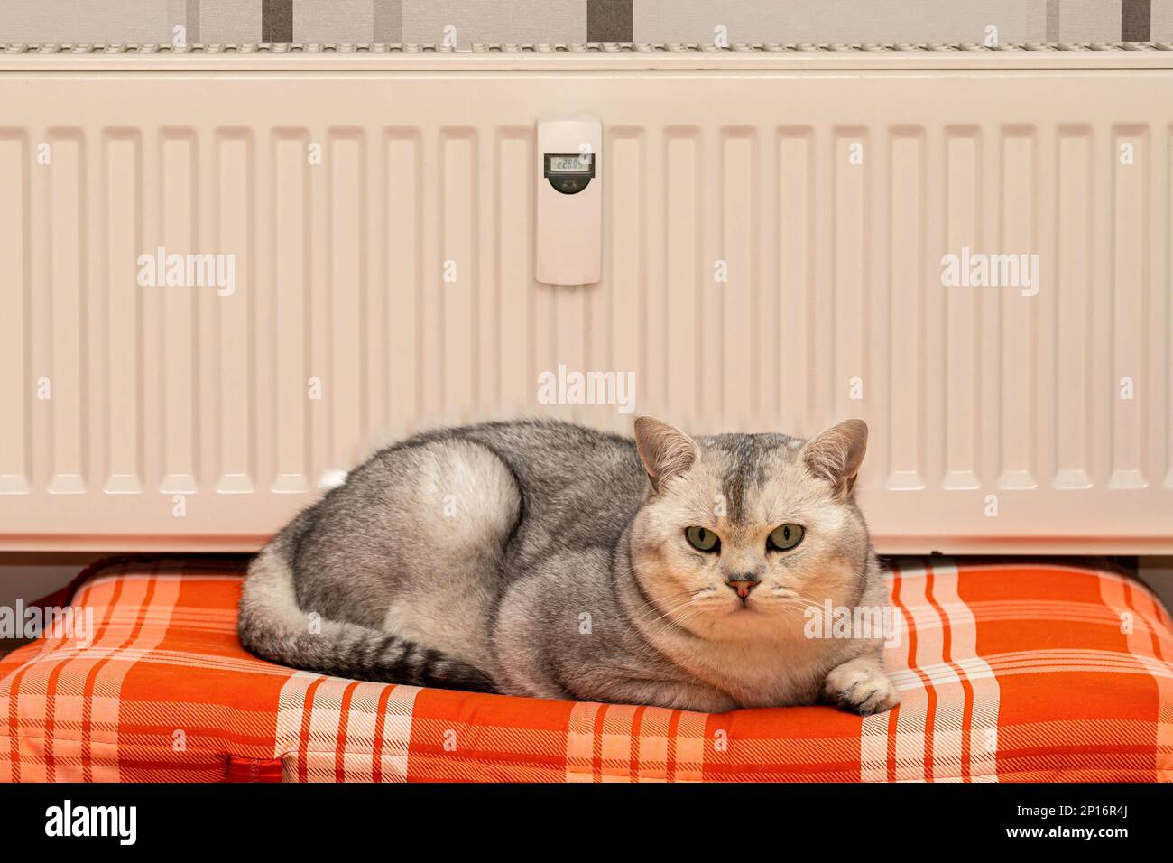 Cute gray british shorthair cat lying on pads in front of a radiator ...