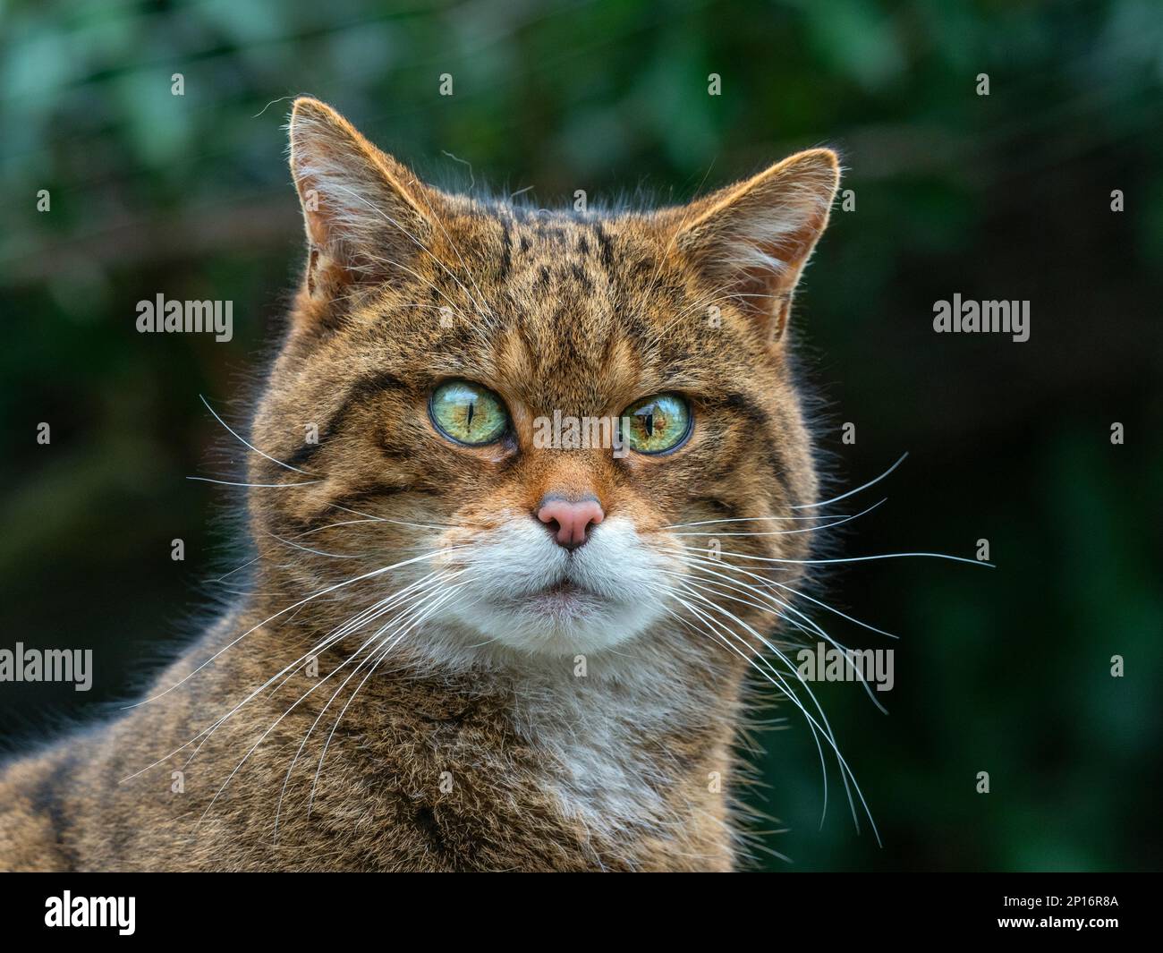 European wildcat Felis silvestris silvestris (captive Stock Photo - Alamy