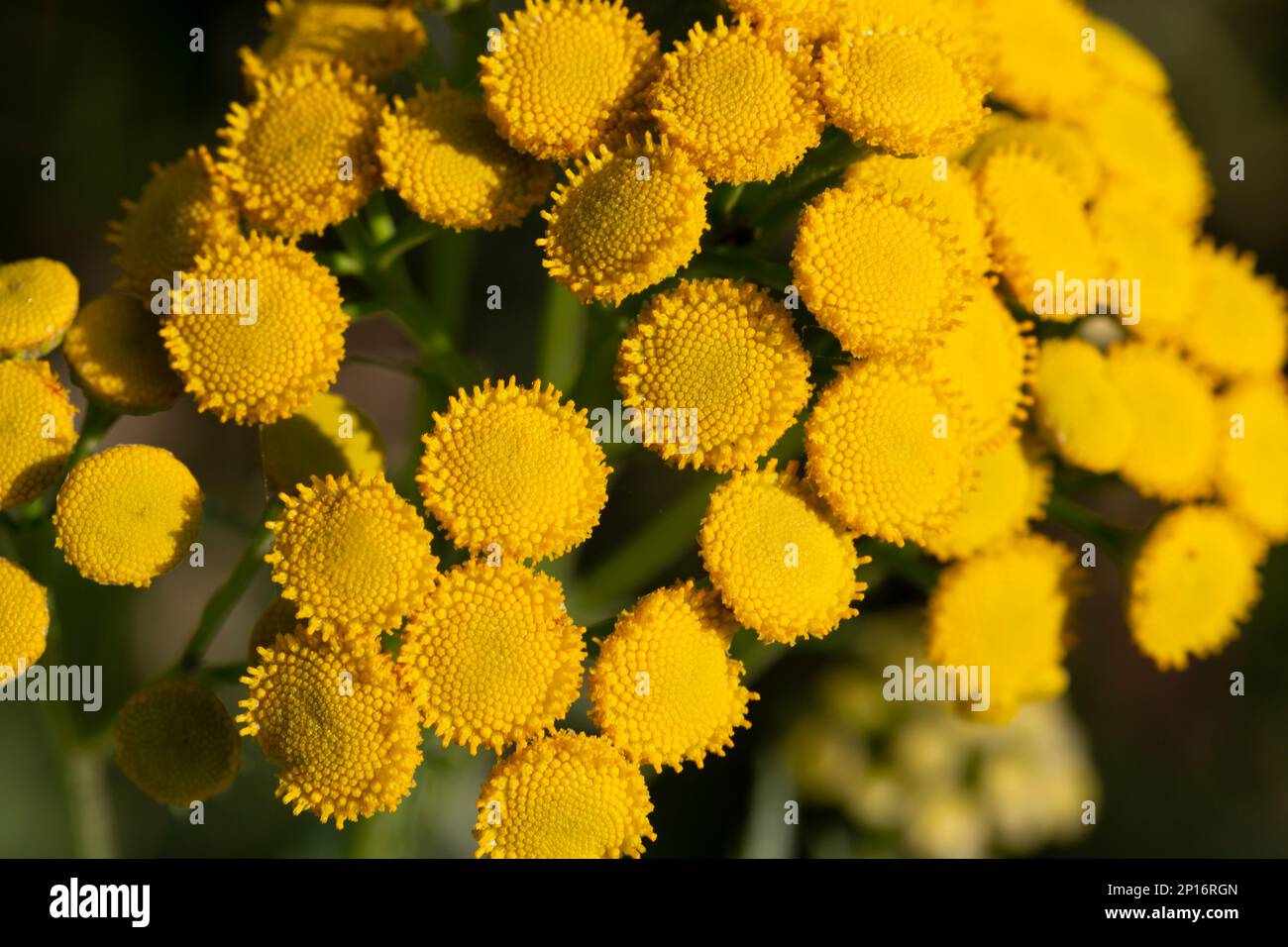 Yellow flowers of Tancy blooming in the summer. Tansy (Tanacetum ...