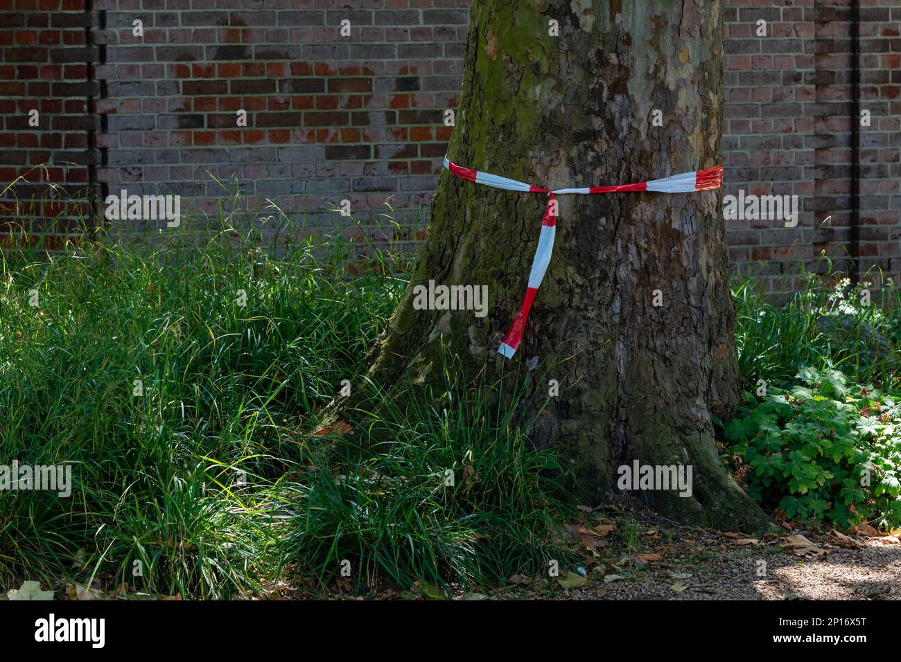 Red and white tape barrier tied around a tree trunk. Against the ...