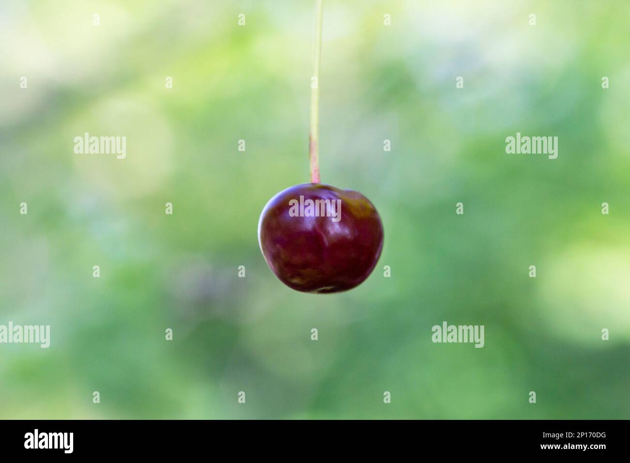 closeup of ripe dark red cherries hanging on cherry tree branch with ...