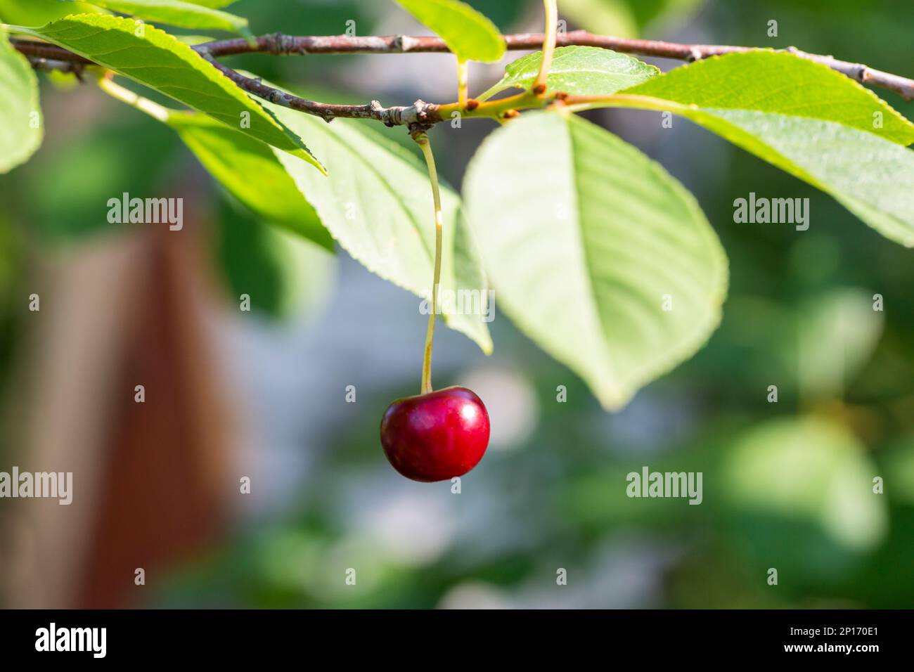 closeup of ripe dark red cherries hanging on cherry tree branch with ...