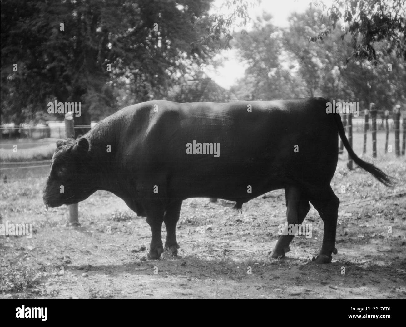 1920s Livestock Black And White Stock Photos Images Alamy