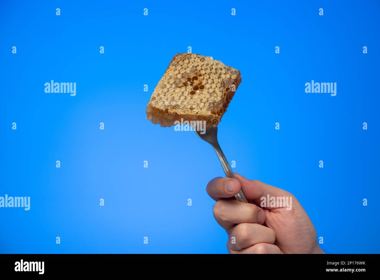 Bee hive honeycomb wax stuck on a fork isolated on blue background ...