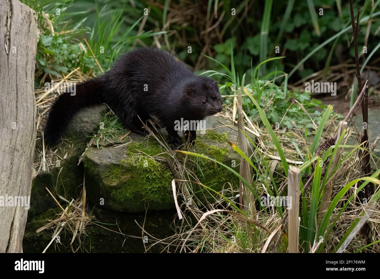 American mink-Mustela vision Stock Photo - Alamy