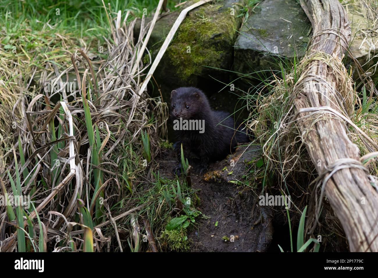 American mink-Mustela vision Stock Photo - Alamy