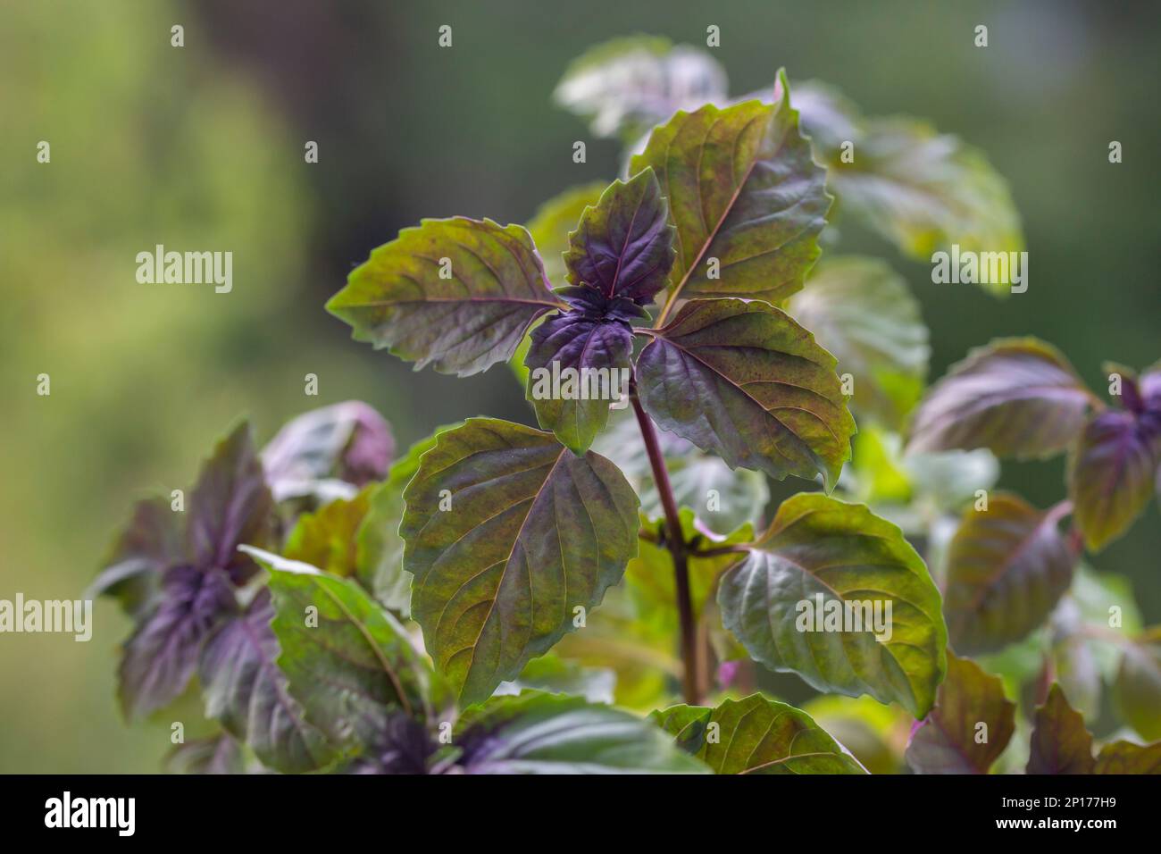 Purple basil on the windowsill on a blurry green background, home ...