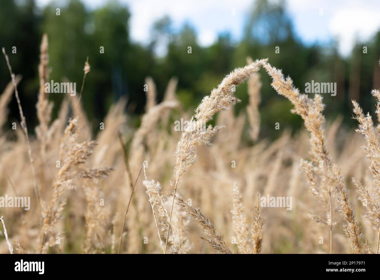 Pampas grass outdoor in light pastel colors. Dry reeds boho style Stock ...