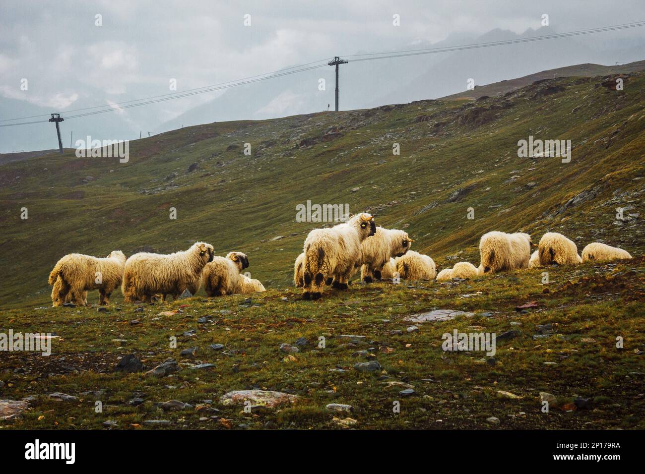 Herd of white sheep. Cattle on meadow in Swiss mountains, Zermatt ...