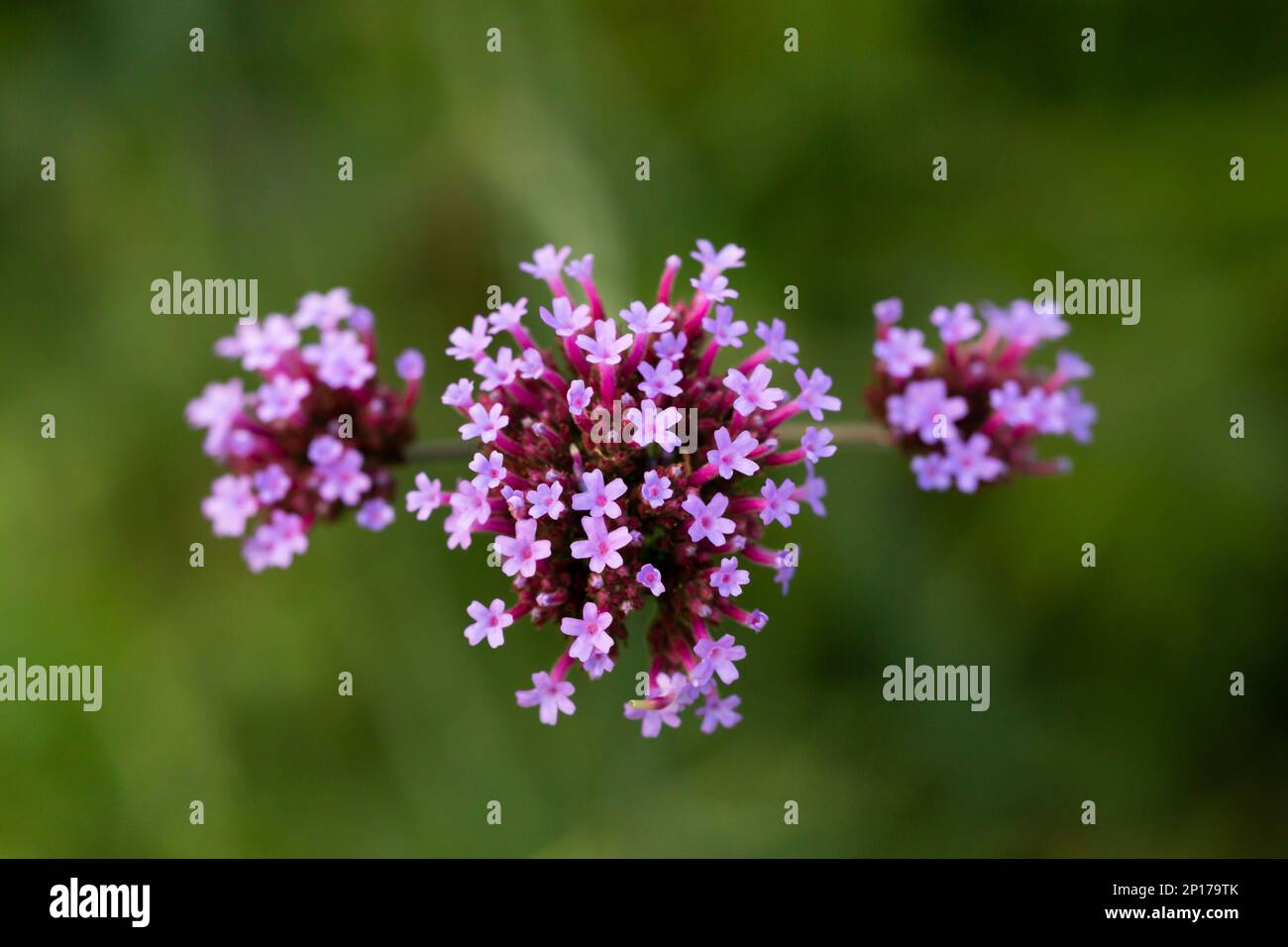 Verbena bonariensis flowers (Argentinian Vervain or Purpletop Vervain ...
