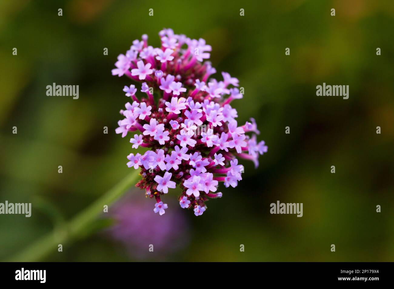 Verbena bonariensis flowers (Argentinian Vervain or Purpletop Vervain ...