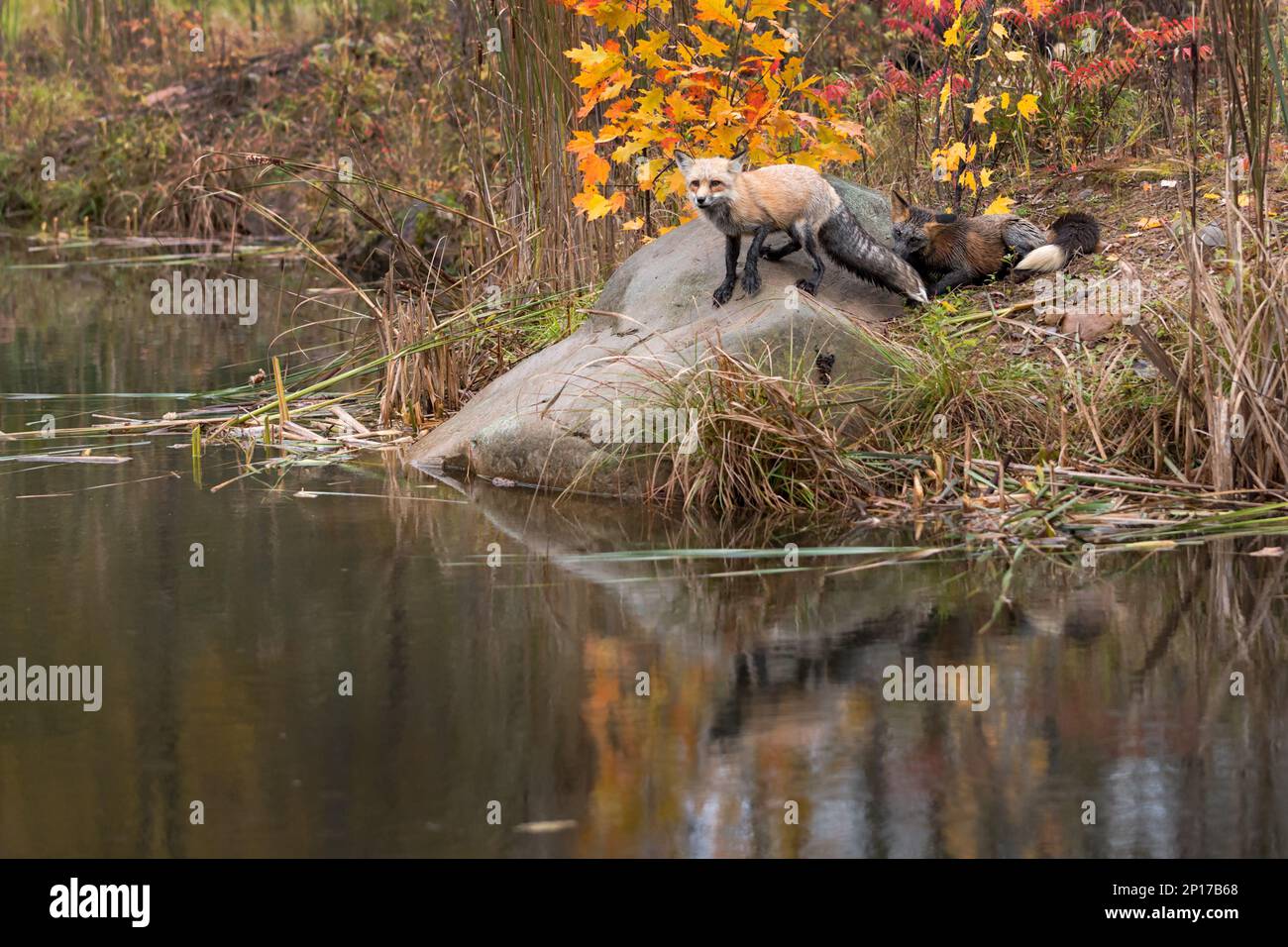 Cross Fox (Vulpes vulpes) Sniffs at Tail of Red Fox on Rock Reflected ...