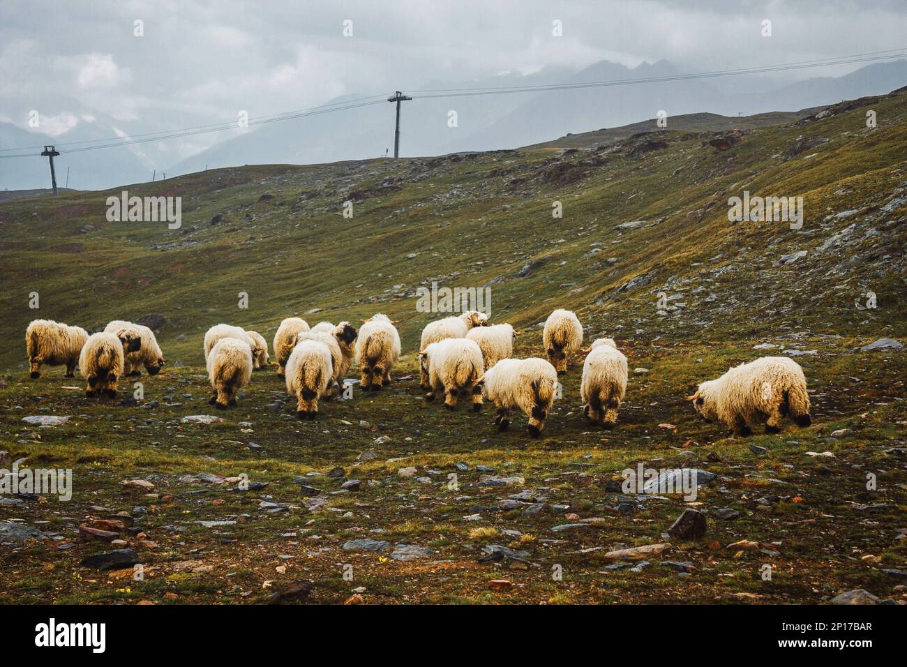 Herd of white sheep. Cattle on meadow in Swiss mountains, Zermatt ...