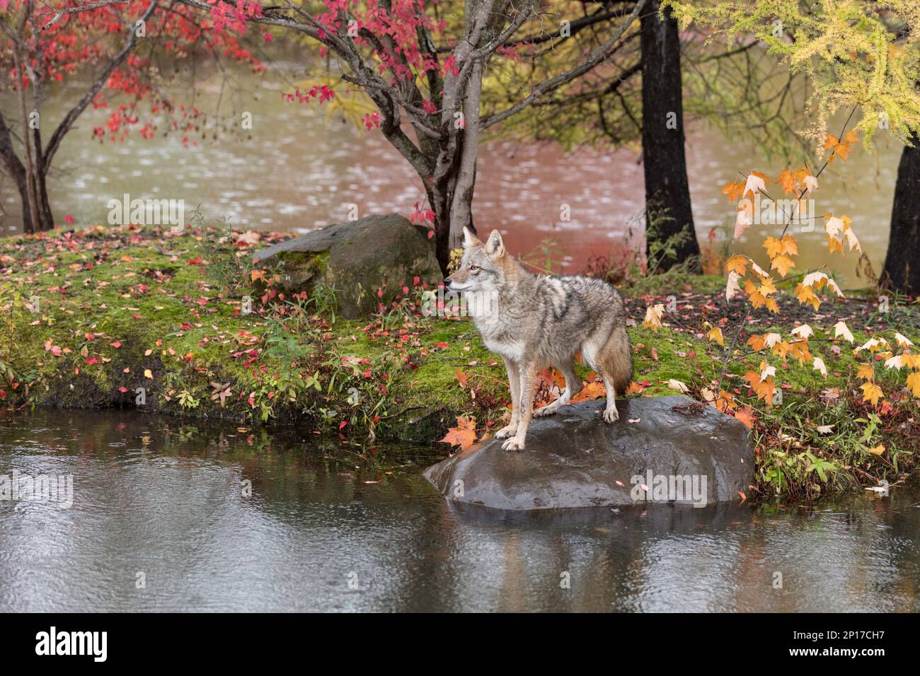 Turned to rock hi-res stock photography and images - Alamy