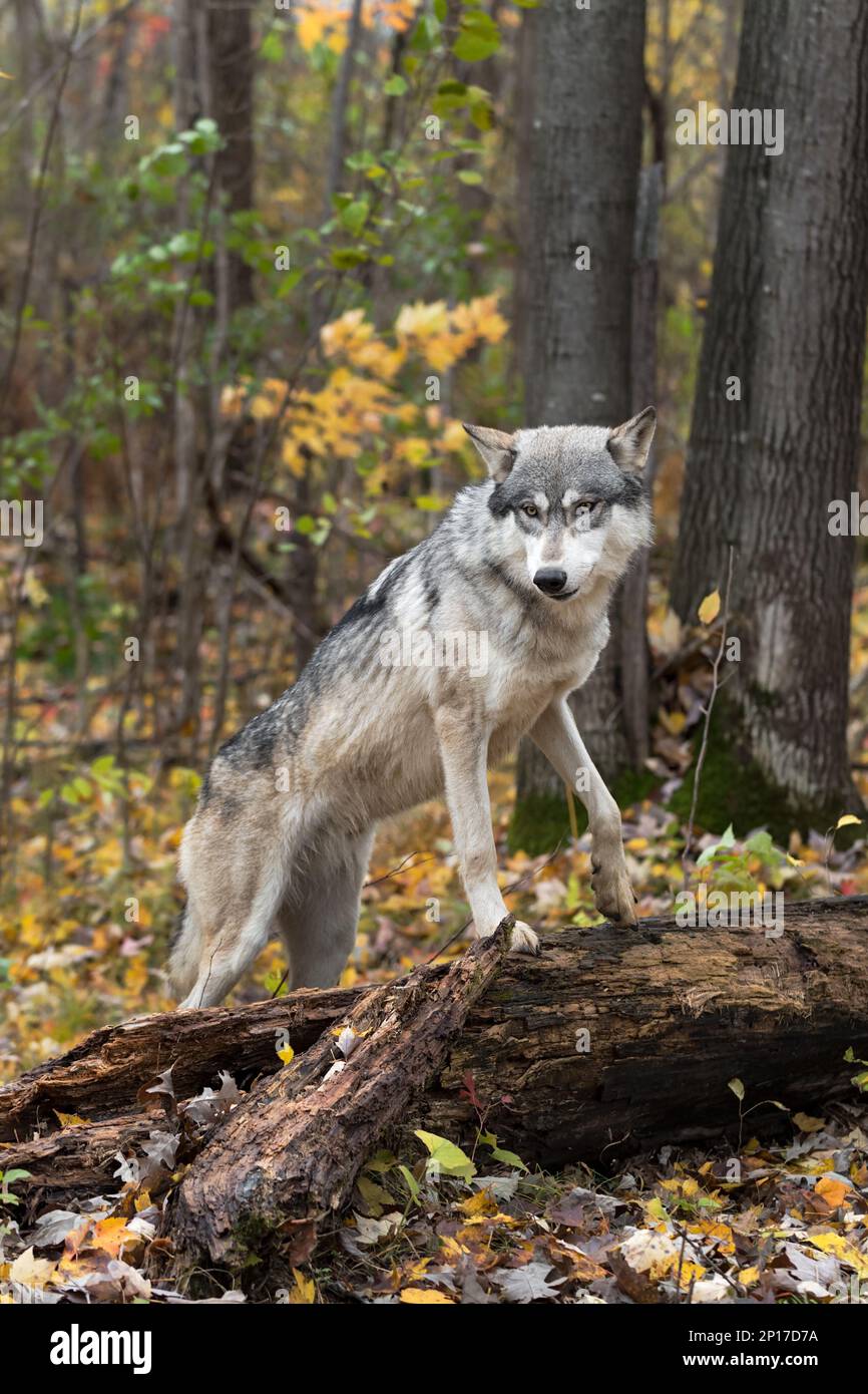 Grey Wolf (Canis lupus) Stands with Paws on Log Ears to Sides Autumn ...