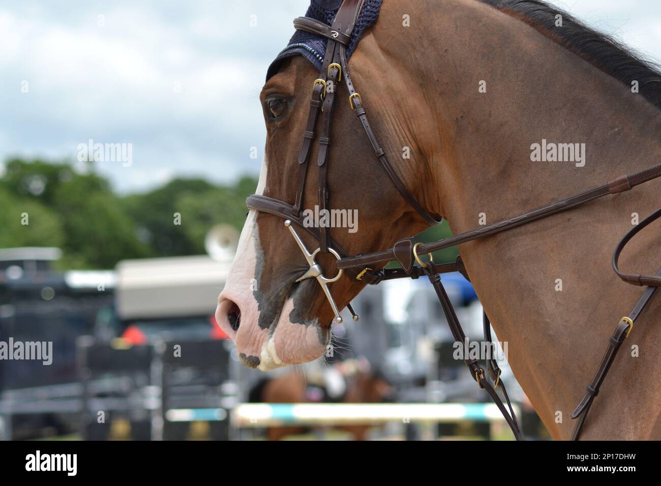 Bay horse with blaze side shot Stock Photo - Alamy