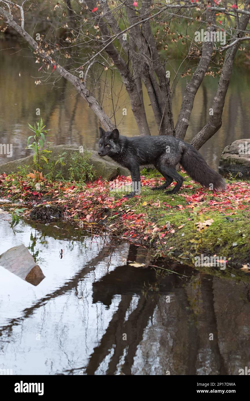 Silver Fox (Vulpes vulpes) Stands Looking Left on Island Reflected ...