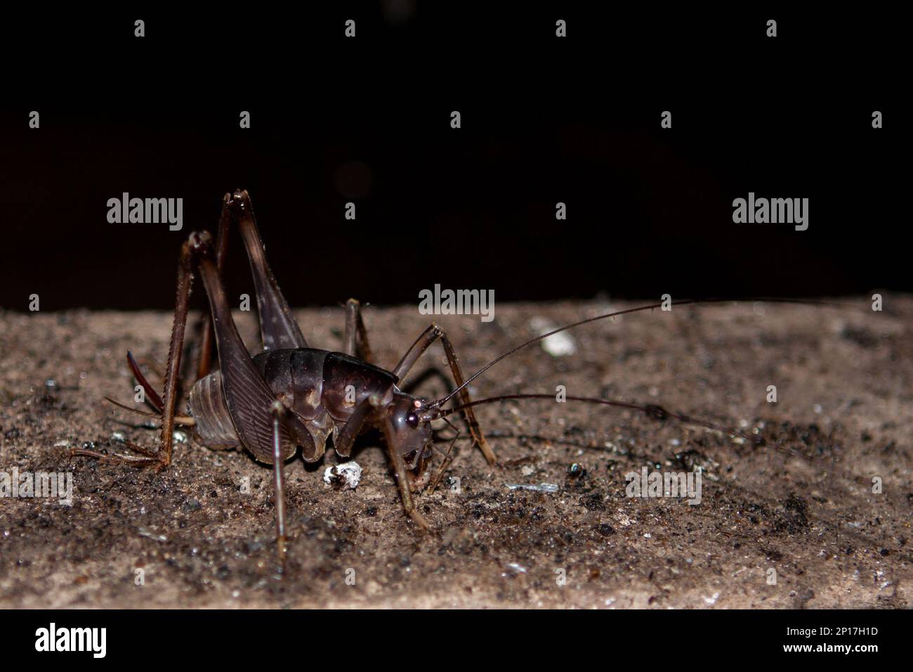 Cave cricket. Cricket in the darkness on the rock in Niah caves ...