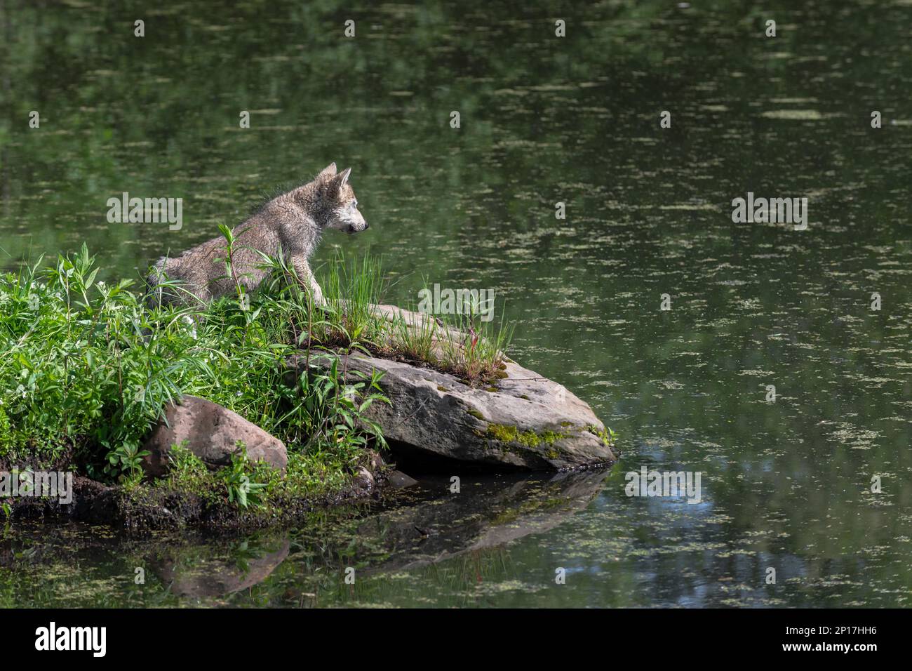 Grey wolf pup water hi-res stock photography and images - Alamy