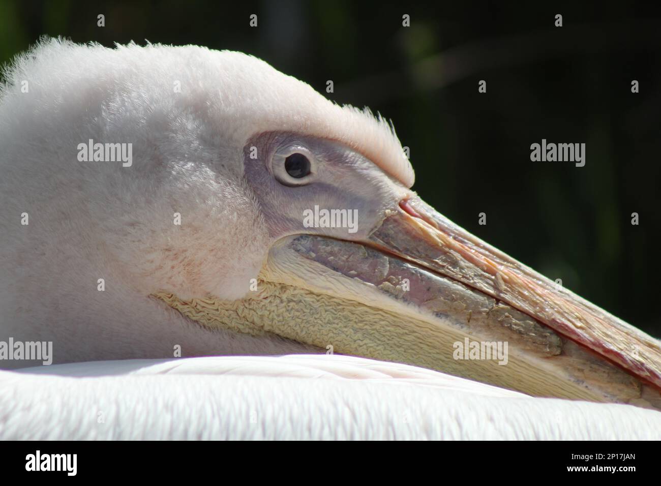 Pelican images hi-res stock photography and images - Alamy