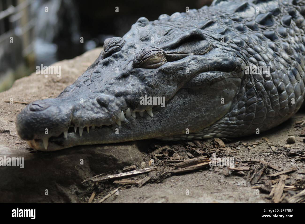 Crocodile in London Zoo Stock Photo - Alamy
