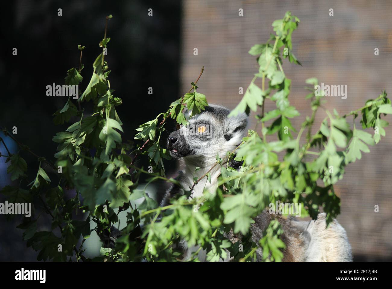 Images lemurs hi-res stock photography and images - Alamy
