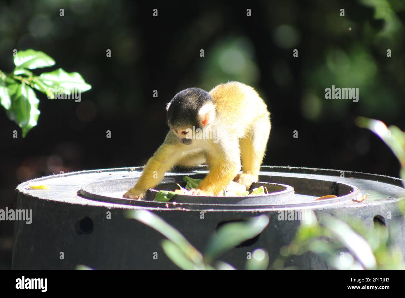 Monkey eating photos hi-res stock photography and images - Alamy