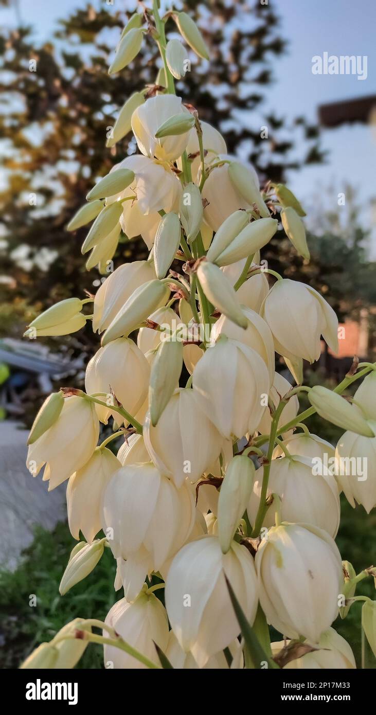 Yucca filamentosa or Adams needle in the garden design shallow depth of ...