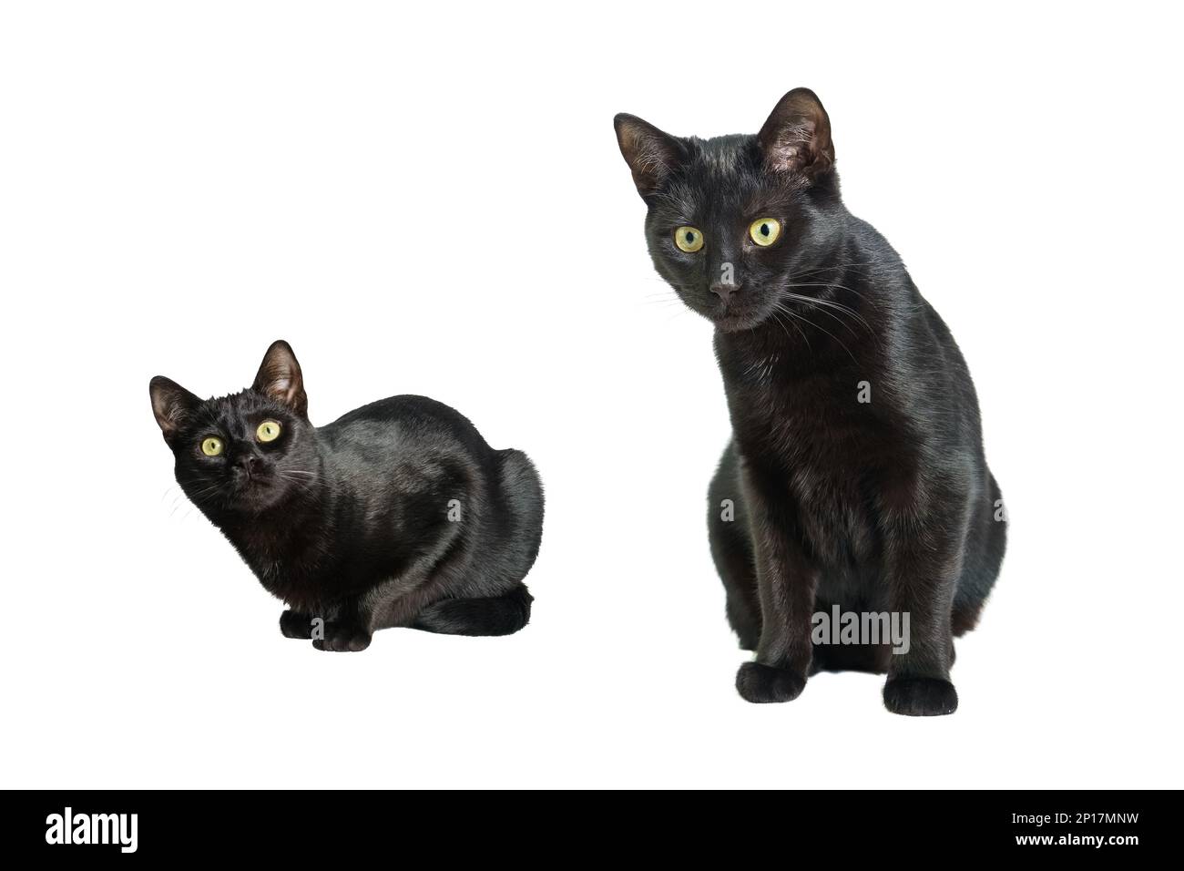 View of two black cats, isolated on white background Stock Photo - Alamy
