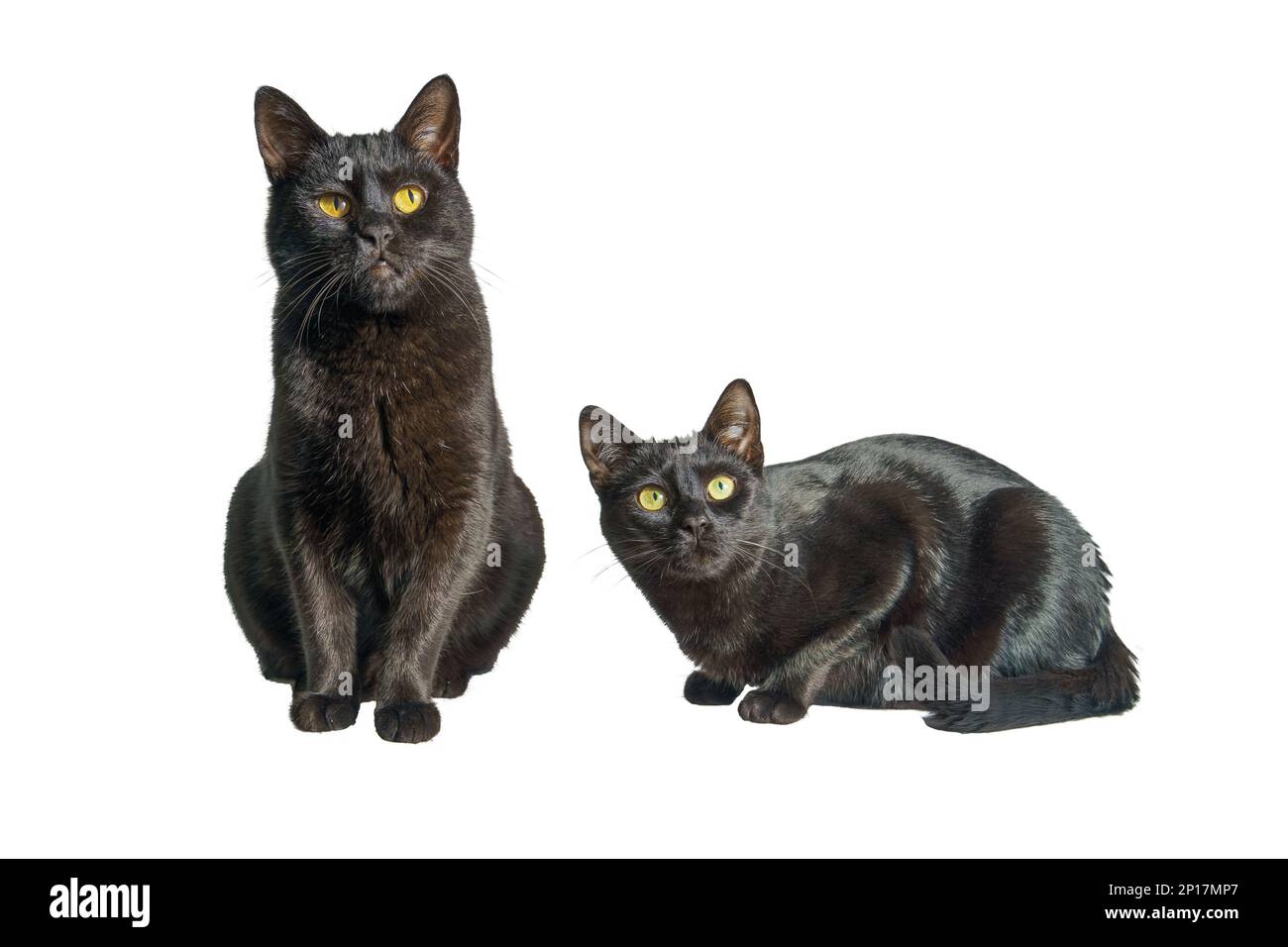 View of two black cats, isolated on white background Stock Photo - Alamy