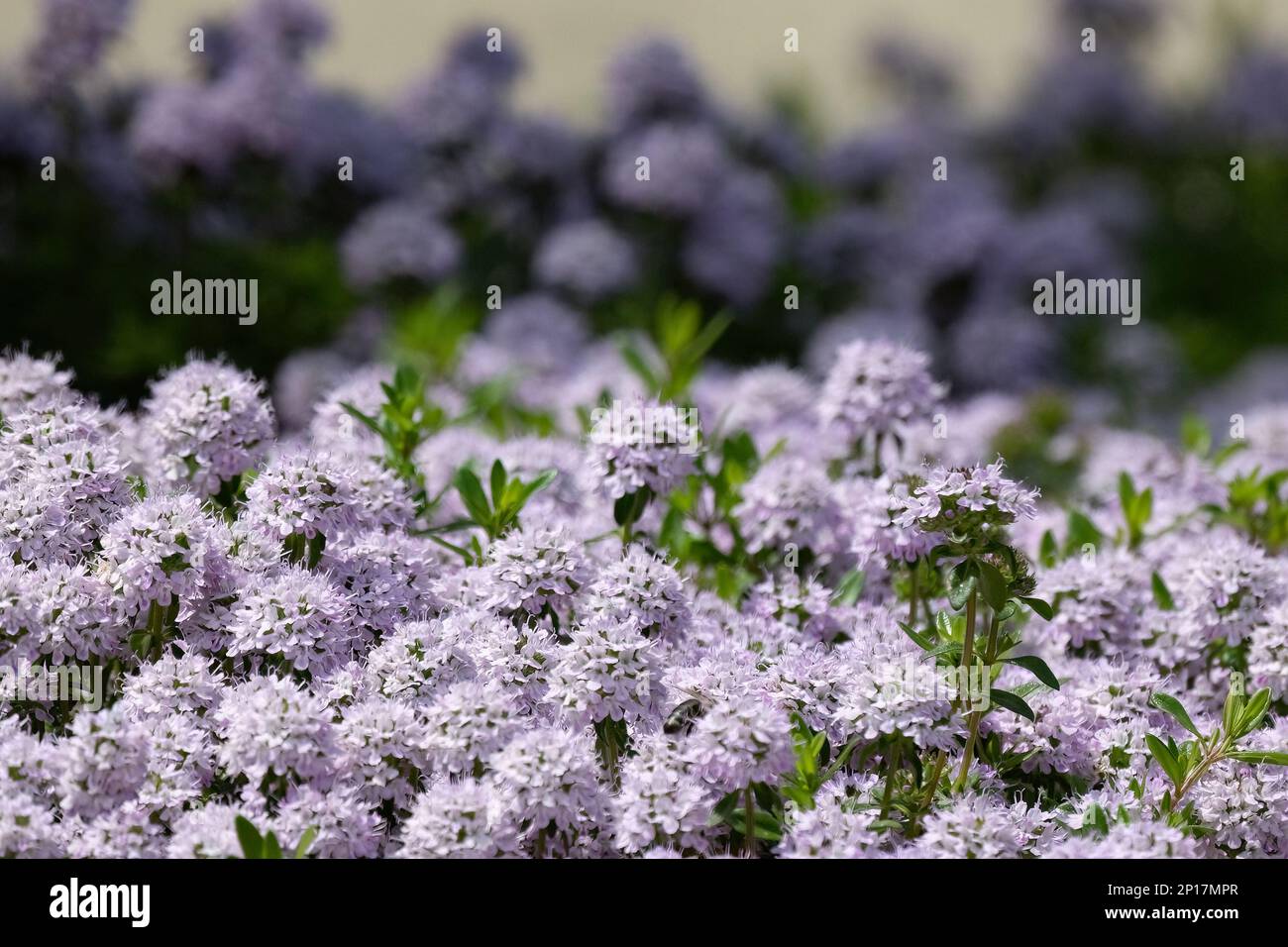Winter Savory or Satureja Montana lilac flower in the garden design ...