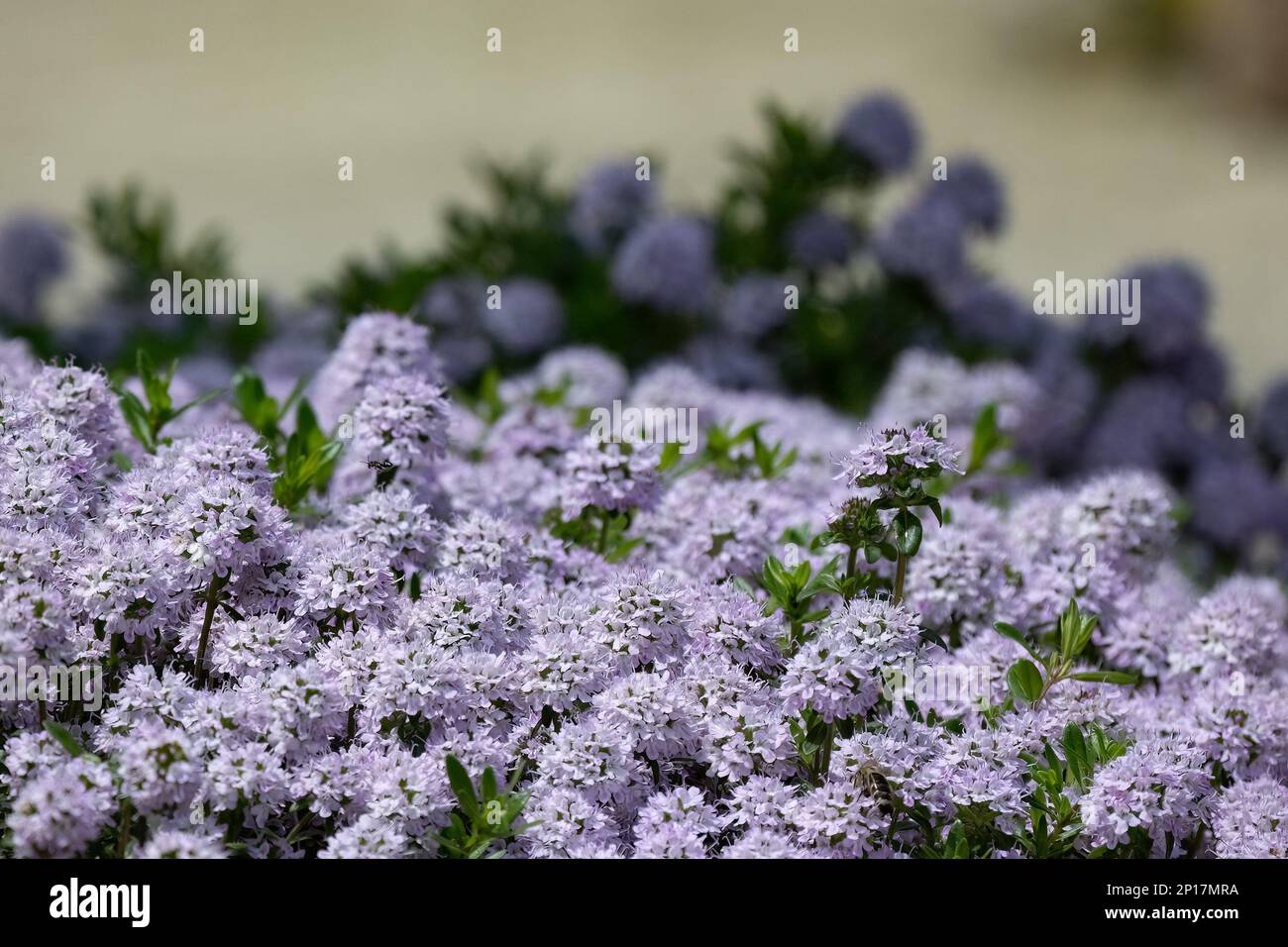 Winter Savory or Satureja Montana lilac flower in the garden design ...