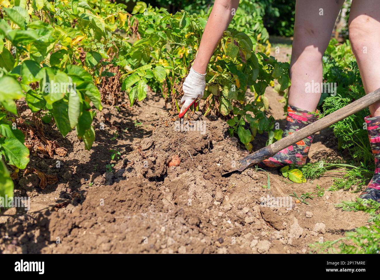 Plant with a clod of earth hi-res stock photography and images - Alamy