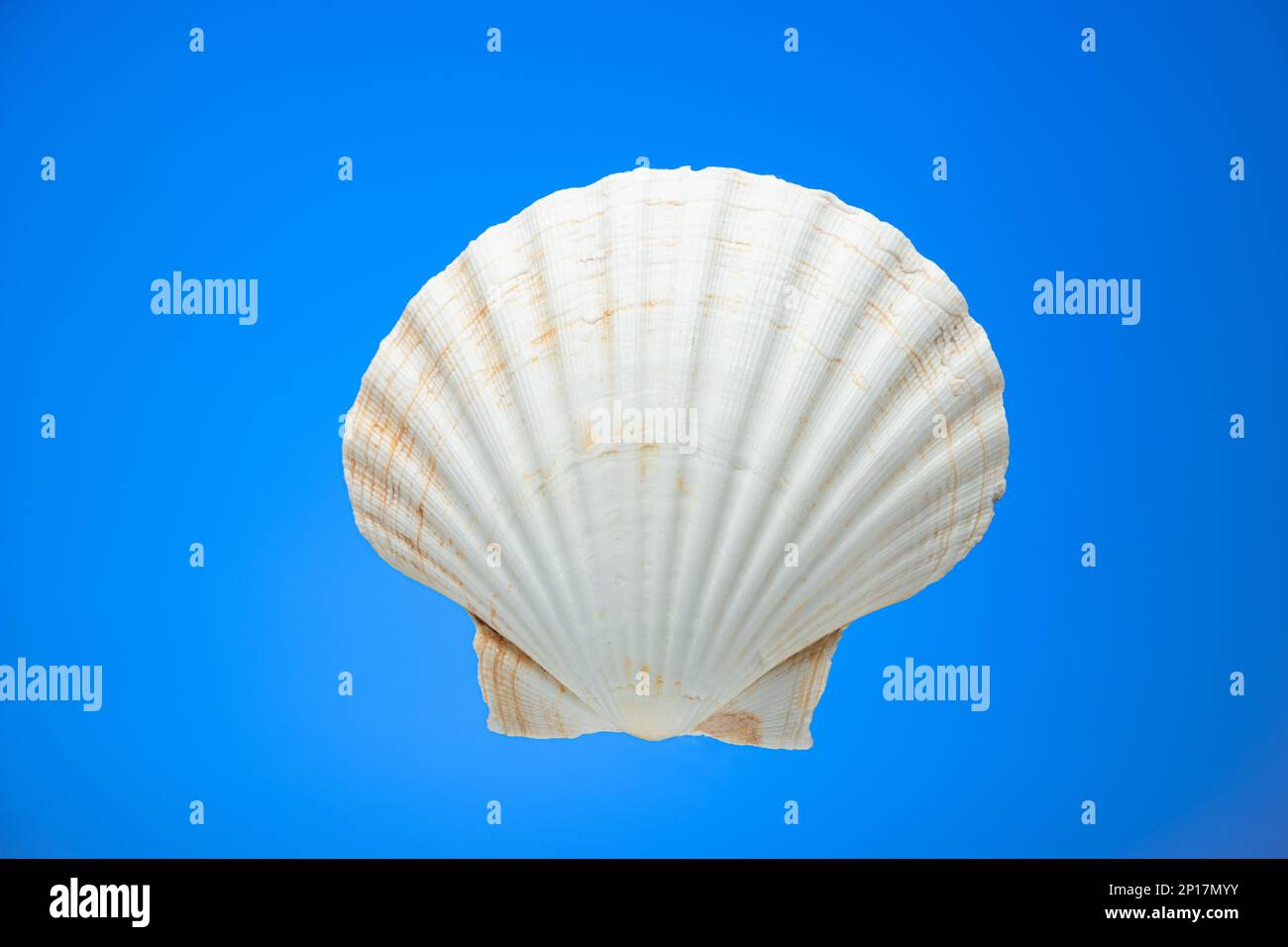 White sea shell clam face front view close up isolated on blue ...