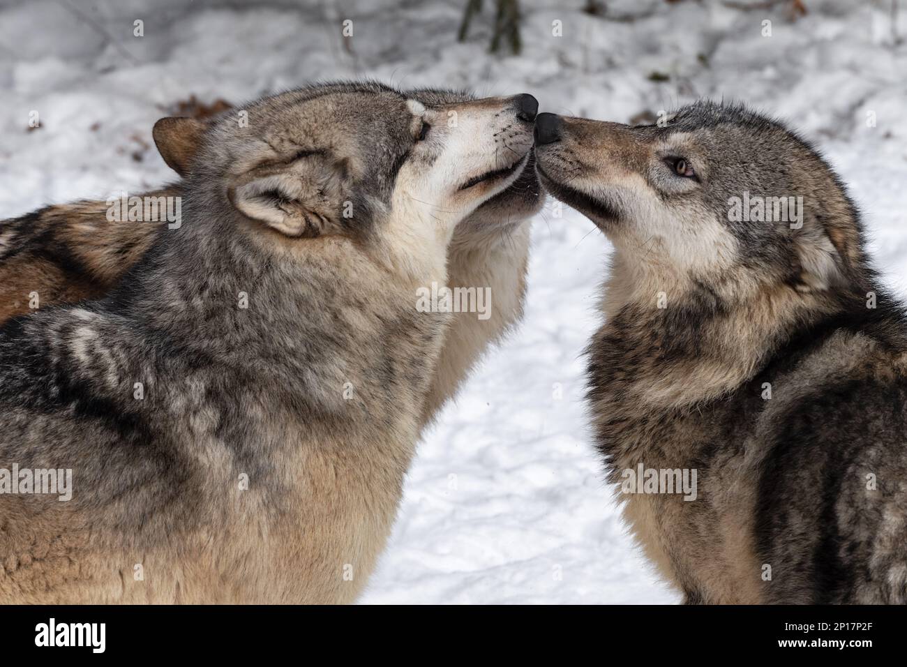 Grey Wolves (Canis lupus) Noses Together Winter - captive animals Stock ...