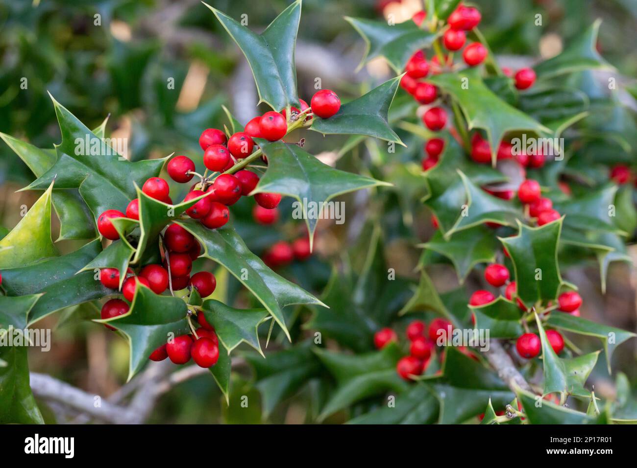 Greater butchers broom hi-res stock photography and images - Alamy