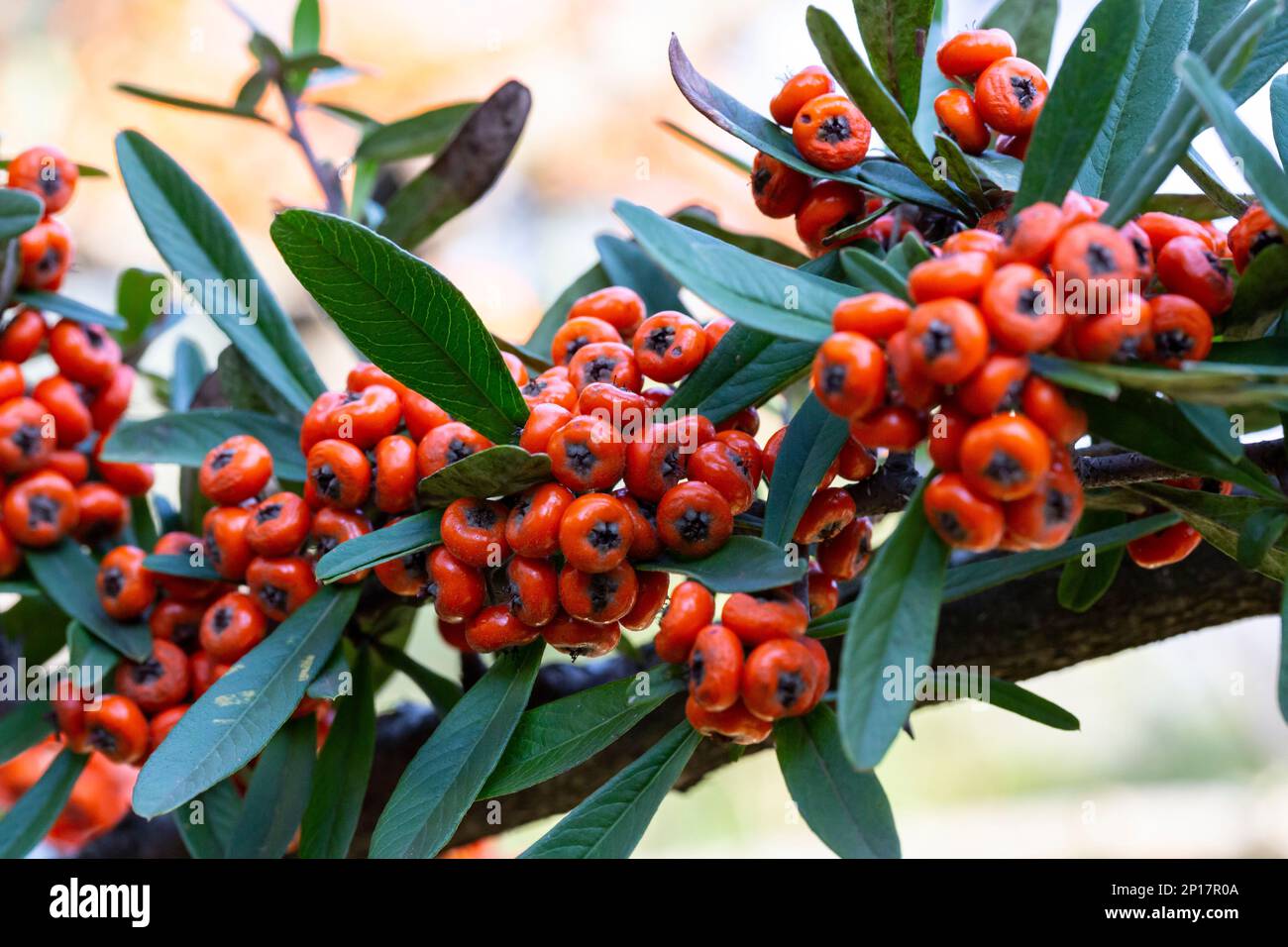 Pyracantha green leaves yellow berries hi-res stock photography and ...