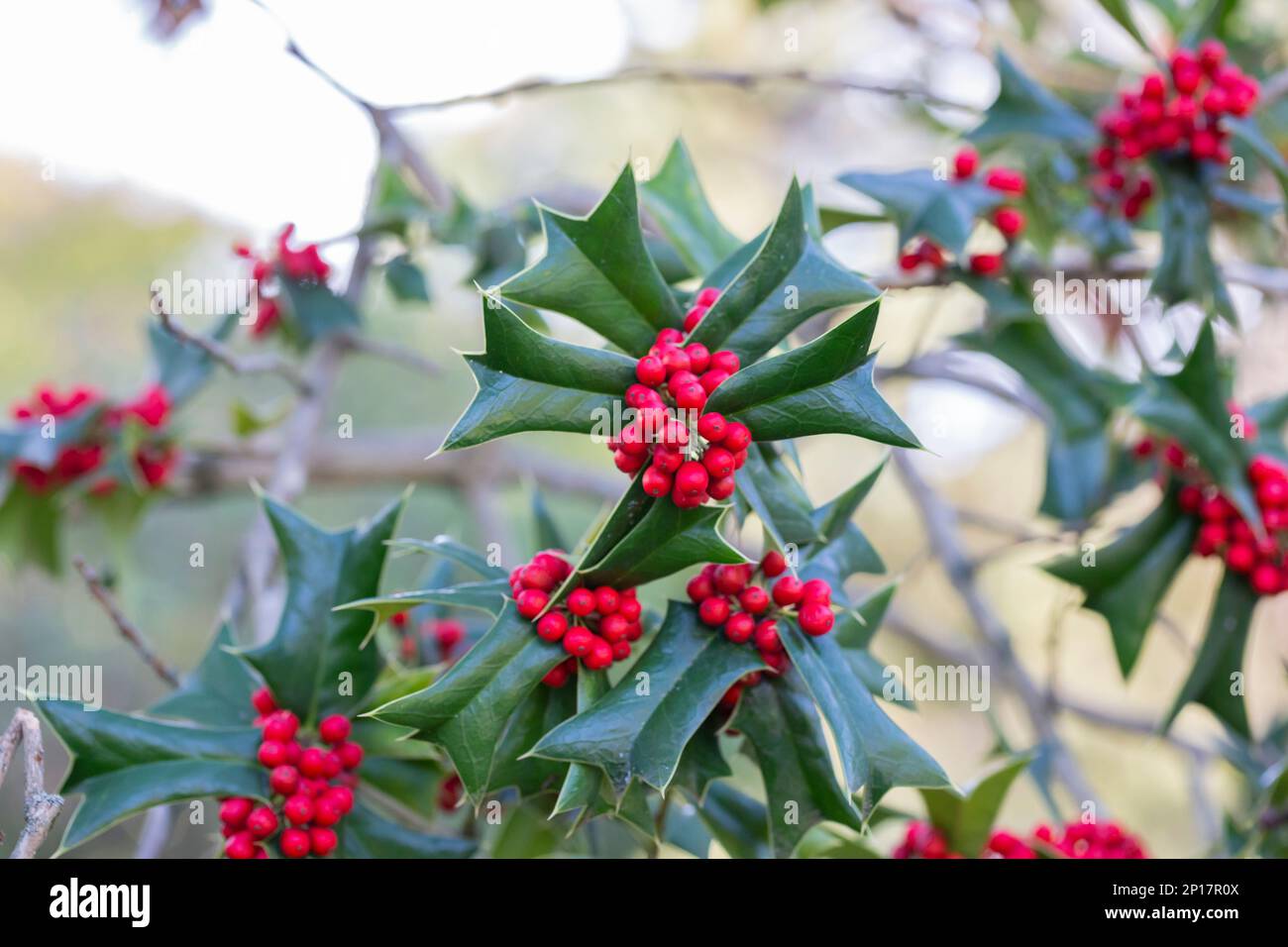 Holly green foliage with red berries. Ilex aquifolium Christmas holly ...