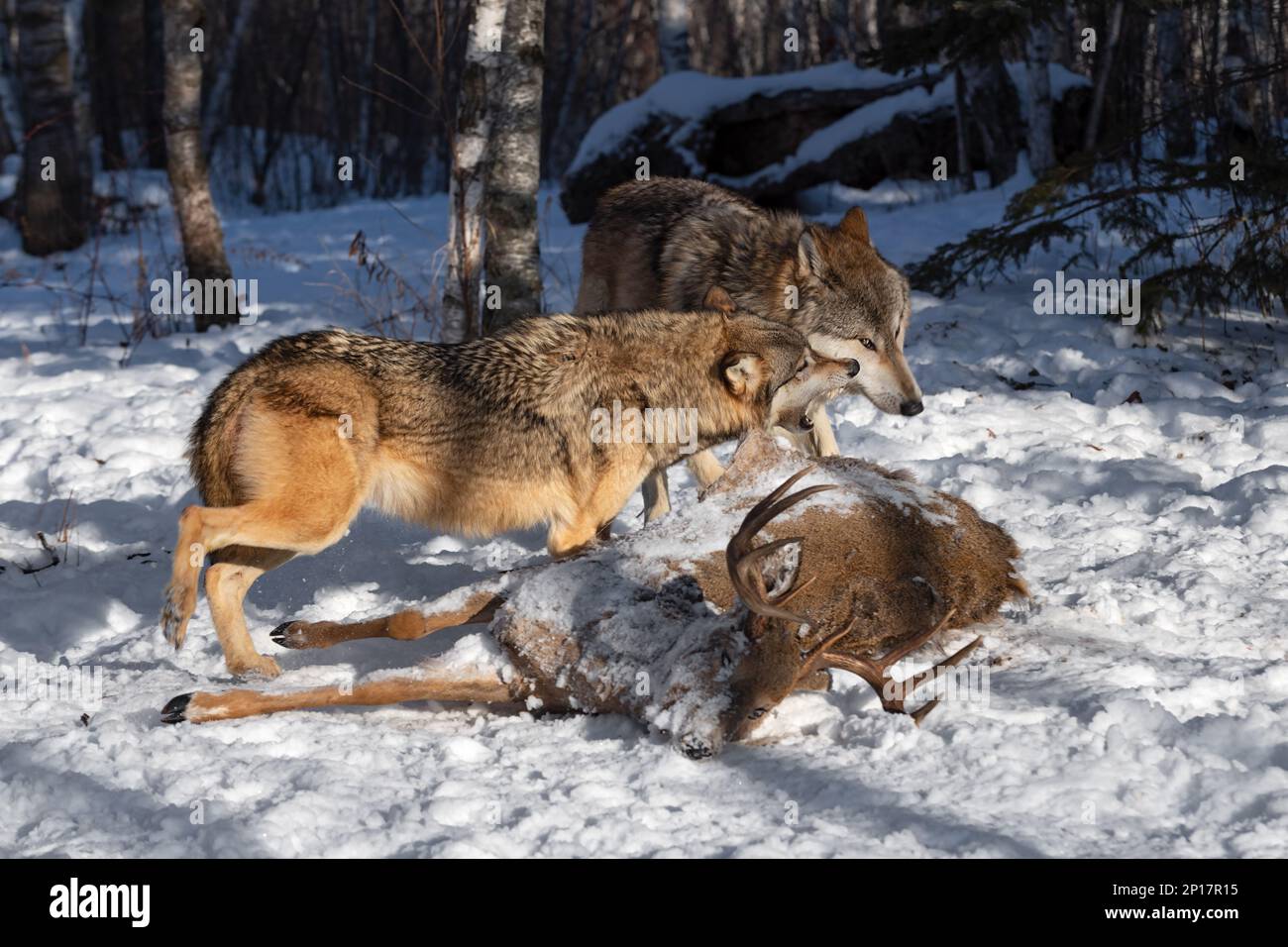 Grey Wolf (Canis lupus) Lunges to Snap at Packmate at Body of White ...