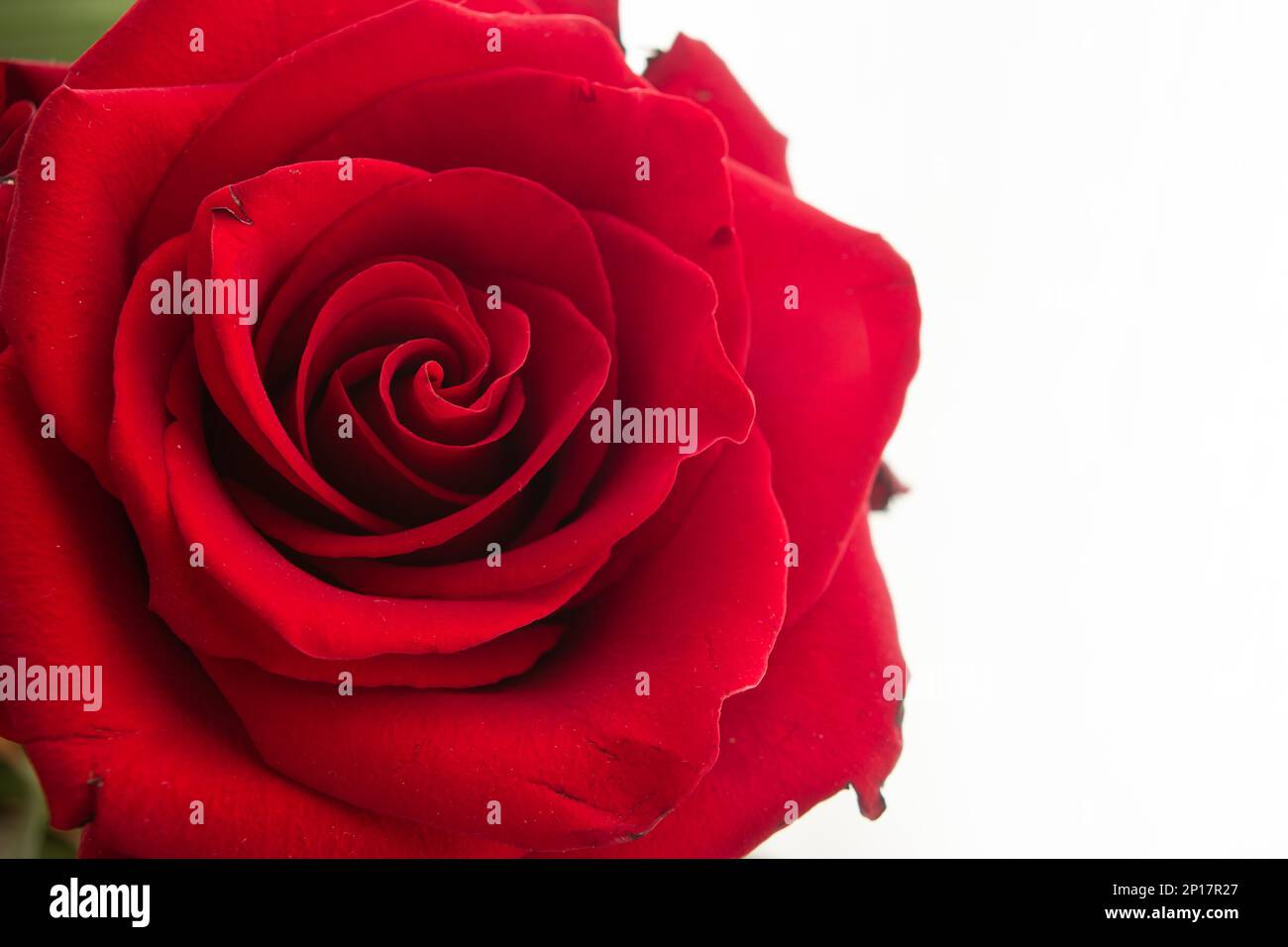 Fresh red blooming rose head macro close up studio shot isolated on ...