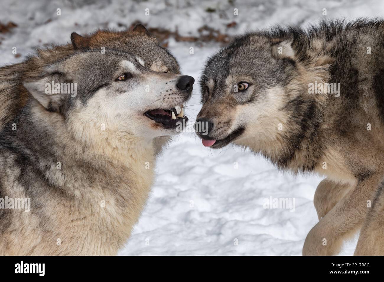 Grey Wolves (Canis lupus) Teeth and Tongue Winter - captive animals ...